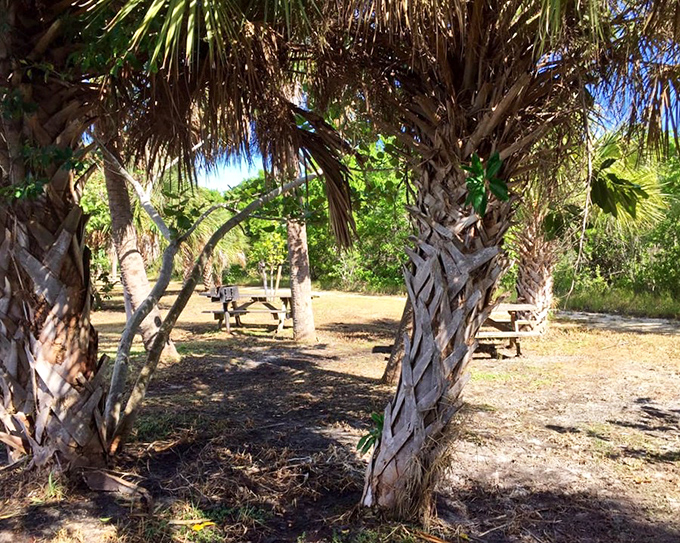 Palm-fringed dining room: These picnic tables surrounded by palms offer the ambiance of a five-star tropical restaurant without the white-tablecloth anxiety.