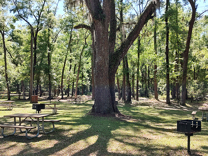 Picnic tables arranged like a woodland dining room. The overhead canopy provides better ambiance than any five-star restaurant ceiling I've visited.