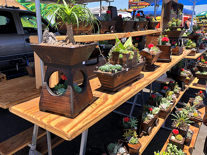 Succulent heaven! These drought-friendly beauties in handcrafted planters prove that Southern California gardening can be both stylish and sustainable.