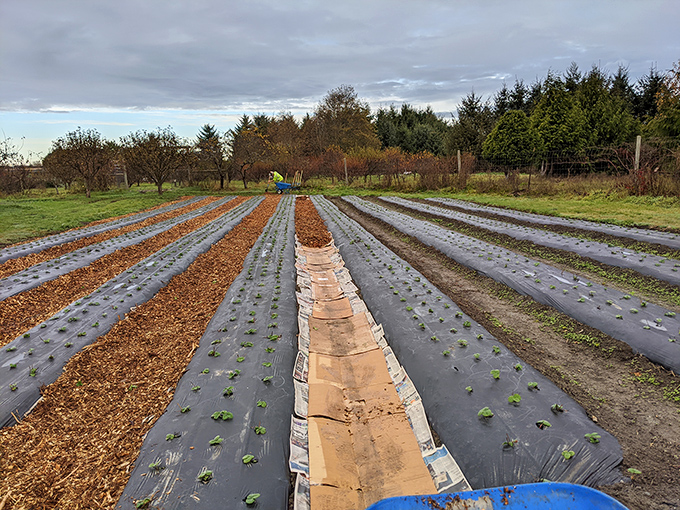 Rows of new plantings promise future harvests. In Arcata, sustainable agriculture isn't just a buzzword&mdash;it's the community's lifeblood.
