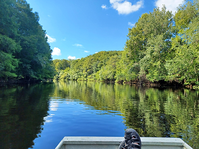 Gliding through tree-lined waterways feels like traveling through a living postcard &ndash; Florida's natural side at its most serene.