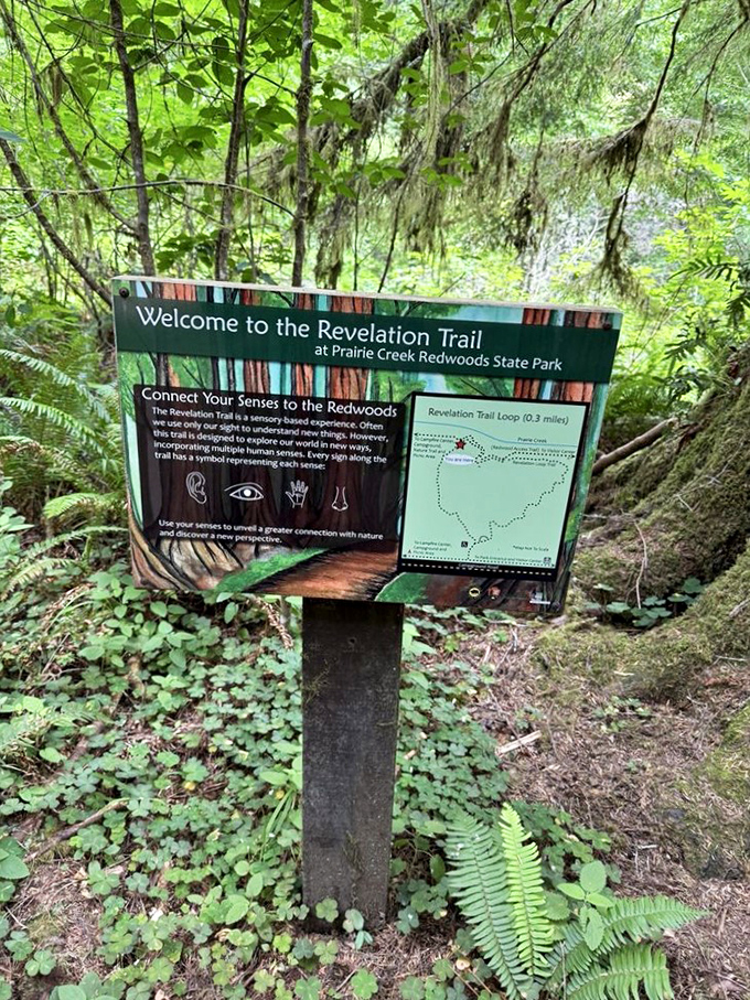 The Revelation Trail sign invites visitors to connect with redwoods through all five senses &ndash; though "taste" might be taking forest bathing a bit too far.