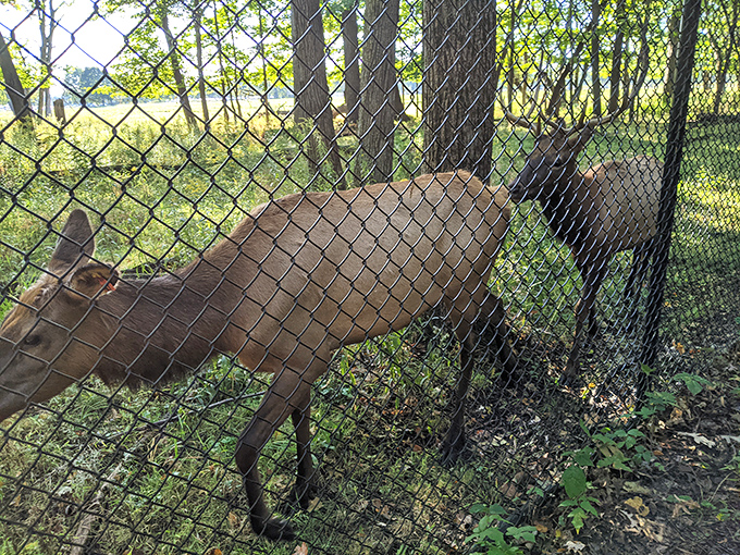 The resident elk&mdash;suburban royalty who've never known rush hour traffic but still manage to look perpetually unimpressed with human visitors.