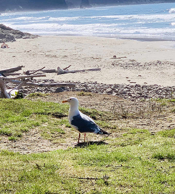 "This is my beach!" declares the resident seagull, unofficial greeter and sandwich inspector at Cape Lookout's pristine shoreline.