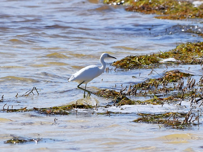 This snowy egret hunts the shallows with the focused determination of me looking for the last cookie in the pantry.
