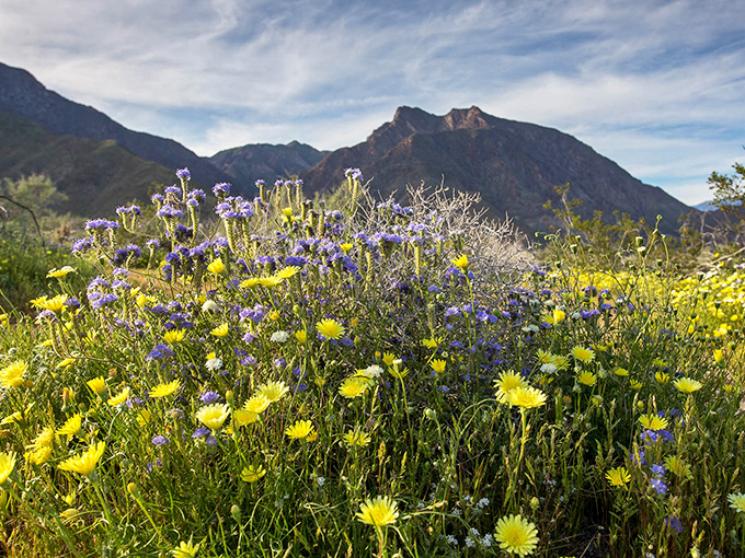 Desert wildflowers throwing their annual color party. For a few magical weeks, the desert trades its beige palette for technicolor extravagance.
