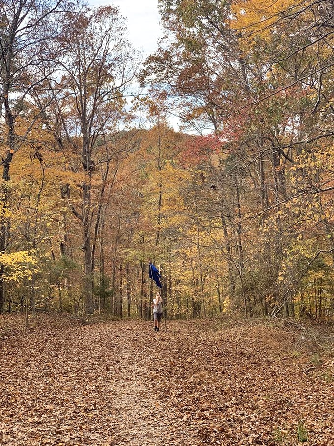 Fall in Tennessee isn't just a season, it's a performance. This leaf-covered trail is nature's red carpet, and everyone's invited to the premiere.