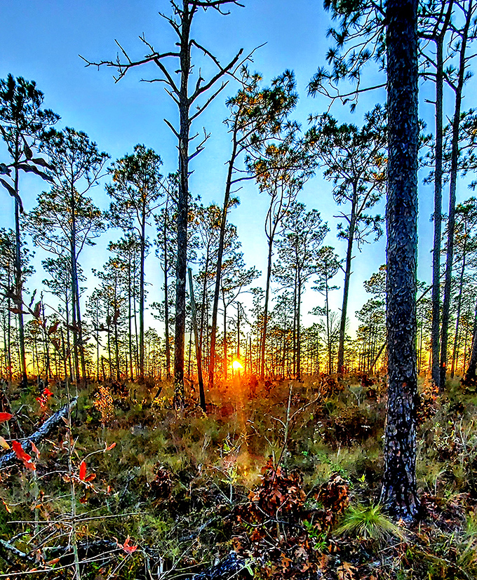 Sunset through the pines&mdash;nature's own light show. No tickets required, just the patience to pause and witness day's grand finale.