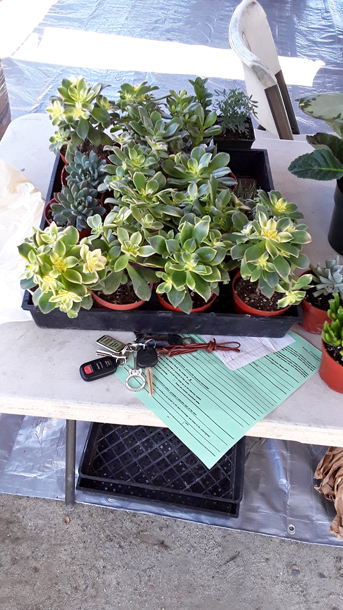 Succulent paradise! These drought-friendly little beauties are California's answer to the question, "How can I keep plants alive when I forget to water them?"