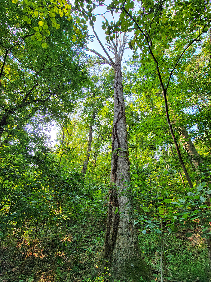 Looking up at nature's cathedral: towering trees create a living canopy that filters sunlight into an ethereal green glow.