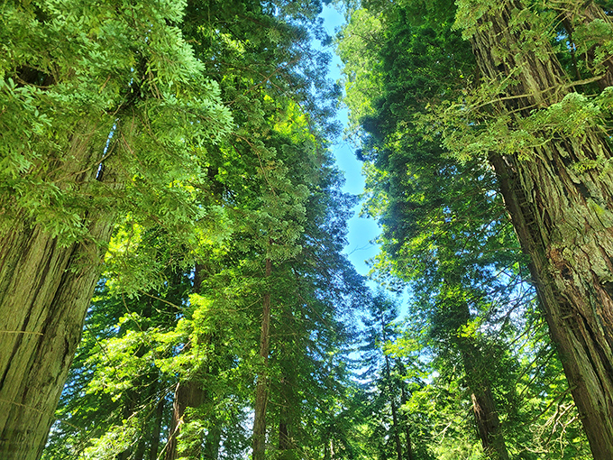 Looking up through these towering giants feels like peering through nature's own green-tinted telescope lens.