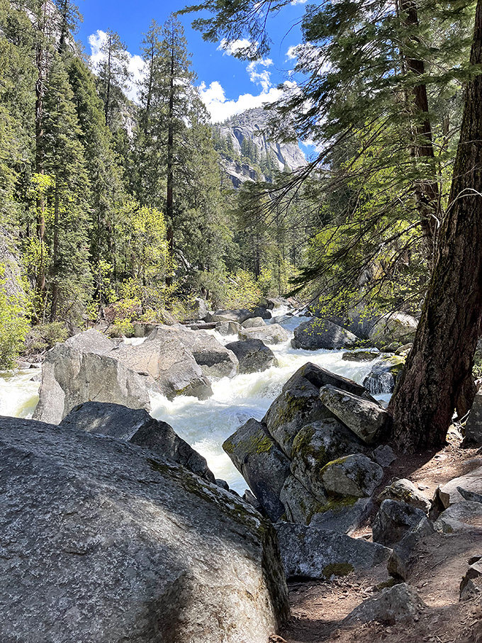 The Merced River's peaceful moment before it decides to become a 317-foot drama queen over granite cliffs.