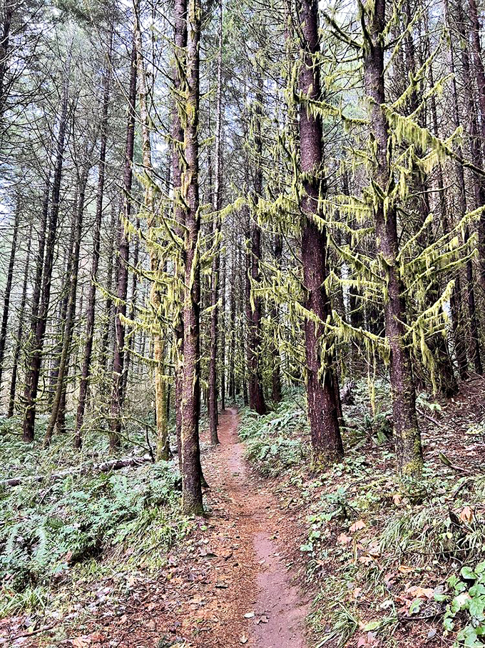 Narrow trails wind through moss-draped trees. Walking here feels like stepping into a fantasy novel, minus the dangerous quests.
