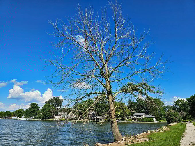 This weathered sentinel has witnessed countless Buckeye Lake sunsets, its bare branches framing the water like nature's own picture frame.