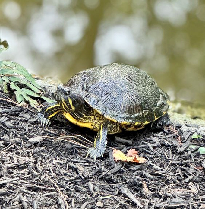 Local turtle resident who's mastered the art of zen better than any meditation app ever could.
