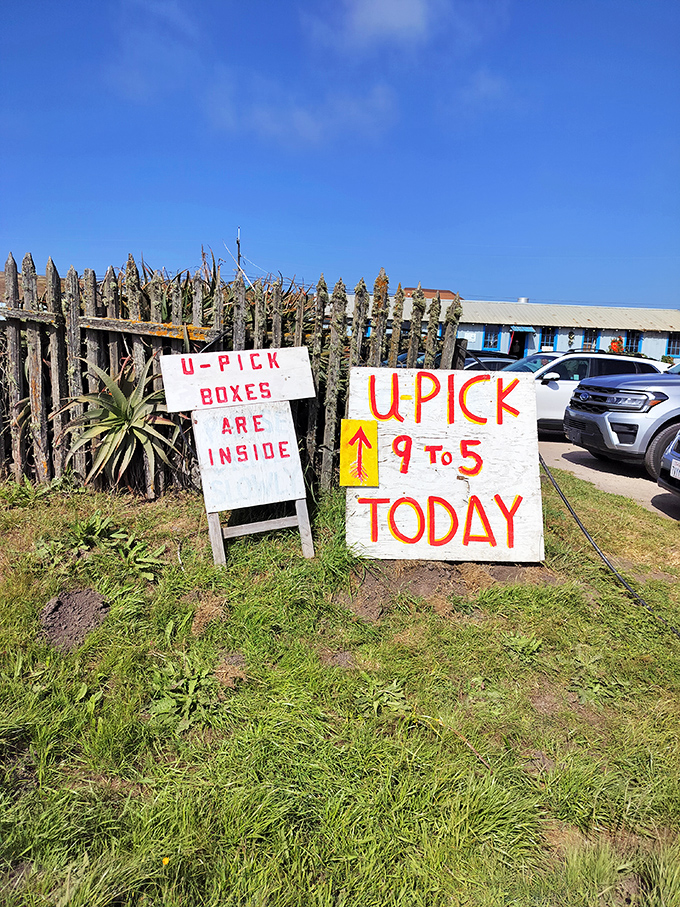 The most exciting words for food lovers: "U-PICK TODAY." These hand-painted signs promise an adventure that no delivery app can replicate.