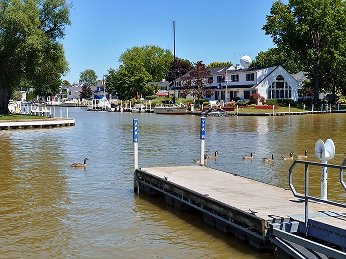 Ducks patrol the waterfront properties along the Vermilion River, nature's neighborhood watch in this picturesque waterside community.
