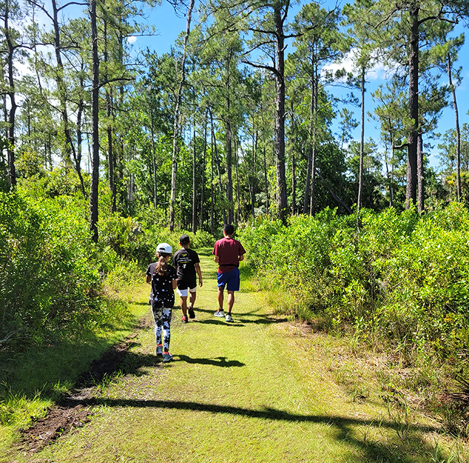 The pine flatwoods trail: where "taking a hike" is actually a compliment and not what your spouse says when you're being annoying.