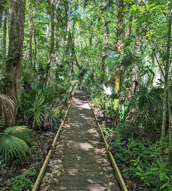 This boardwalk through palmettos and pines feels like stepping into a Florida that existed before theme parks and traffic jams.