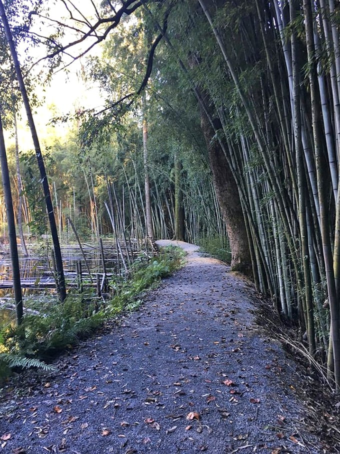 A serene bamboo-lined path creates a surprising oasis, offering a peaceful retreat that feels worlds away from everyday concerns.
