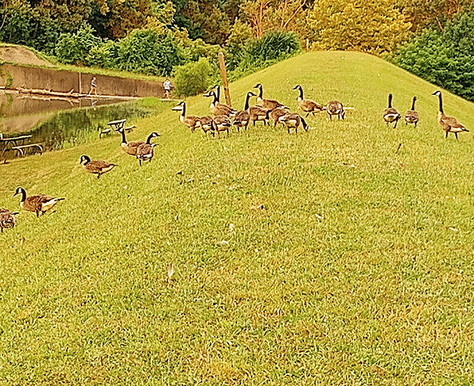 Canada geese convention in session &ndash; these frequent flyers know prime real estate when they see it.