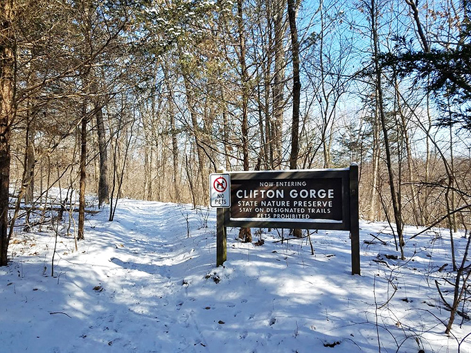 Winter transforms familiar trails into hushed wonderlands where each footstep writes a temporary story in pristine snow.