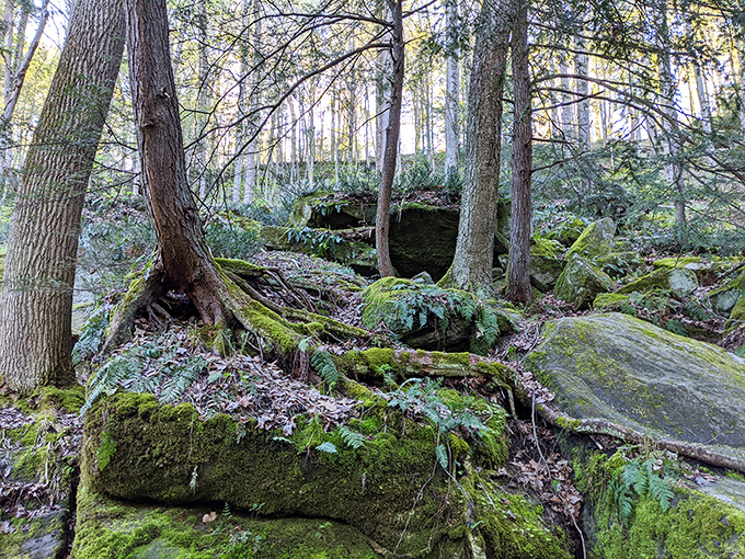 Mother Nature's living museum displays ancient rocks wearing coats of emerald moss, where tree roots grasp stone in a centuries-long embrace.