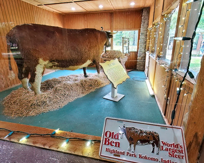 Old Ben's display proudly proclaims his status as "World's Largest Steer," a title that surely impressed the ladies in the bovine social circles of early 1900s Indiana.