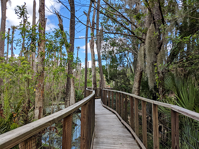 Nature's boardwalk: where Spanish moss drapes like natural curtains and every turn reveals another slice of authentic Florida wilderness.