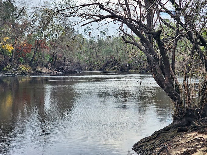 The spring's limestone edges create natural viewing platforms where you can safely peer into Florida's liquid crystal heart.