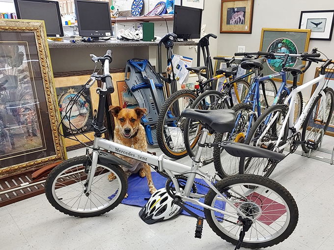 Bicycle bonanza with a canine supervisor! From mountain bikes to cruisers, your next two-wheeled adventure awaits at bargain prices.
