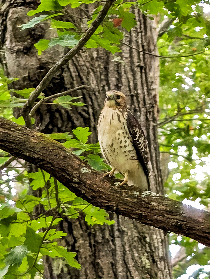 This hawk pauses mid-hunt, seemingly aware it's starring in someone's "best day ever" nature story.