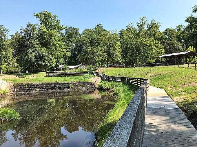 The boardwalk curves gently around the water's edge, like nature's own gallery corridor displaying masterpieces that change with the seasons.