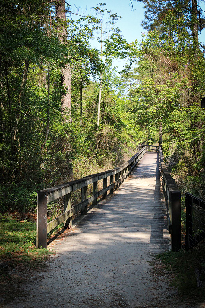 The boardwalk trail invites you to wander deeper into the forest, where cell service fades and something better takes its place.