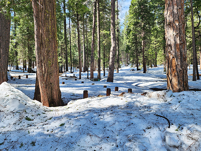 Winter transforms the grove into a scene from a snow globe your grandmother would have treasured.