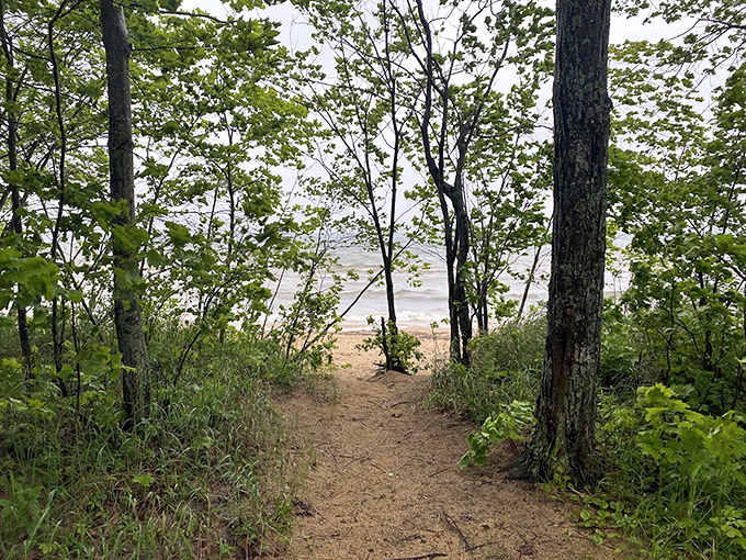 Follow this woodland path at Brimley and discover what lies beyond &ndash; nature's version of "choose your own adventure."