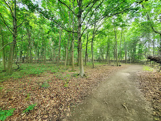 Paths less traveled often lead to the best stories. This forest trail invites you to disconnect from Wi-Fi and reconnect with wonder.