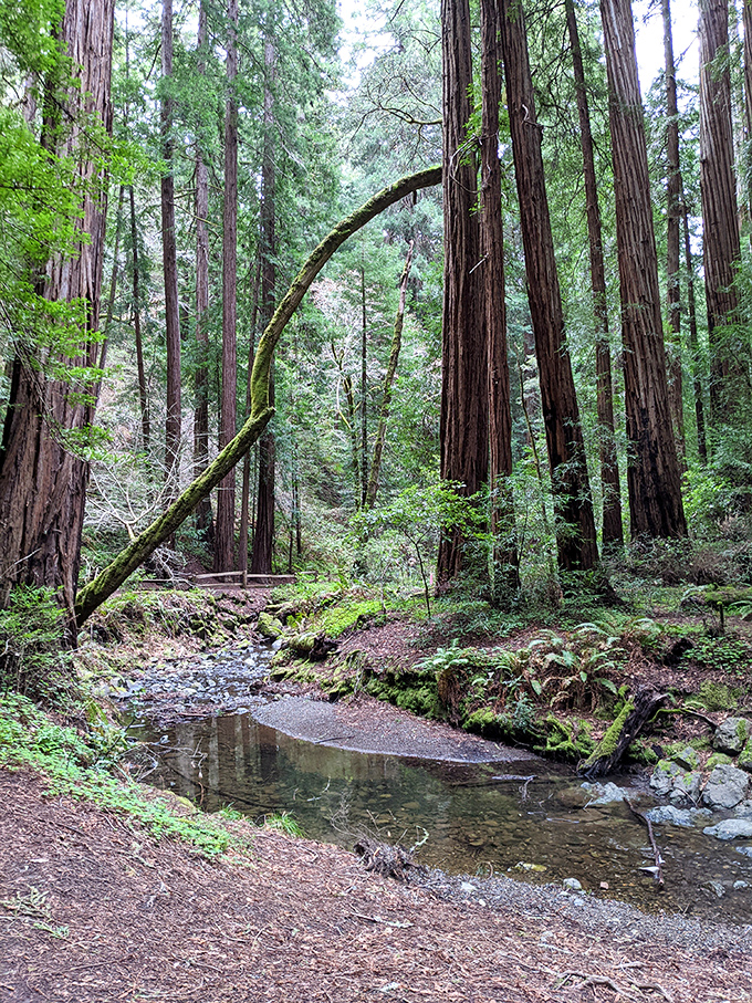 Beyond the beach lies a verdant wonderland. The surrounding redwood forests offer cool, dappled retreats from the coastal sunshine.