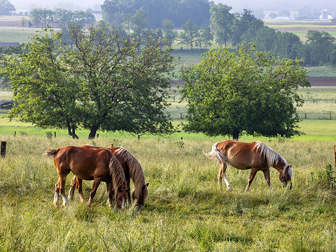 These horses aren't posing for Instagram&mdash;they're simply living their best lives in pastures where "free range" isn't a marketing term. 