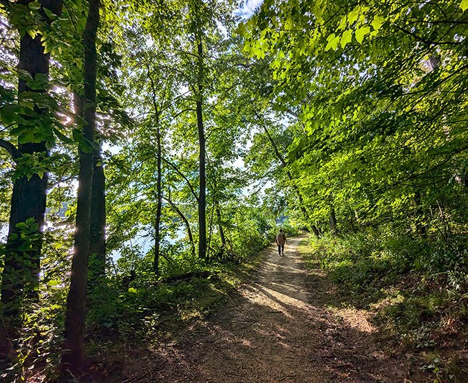 Sunlight filters through the canopy like nature's own stained glass, creating a cathedral-like atmosphere along this riverside trail.