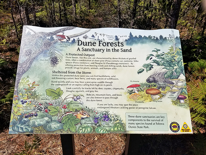 Nature's classroom comes complete with illustrated textbook. No pop quiz, just pure fascination about dune forest ecosystems.