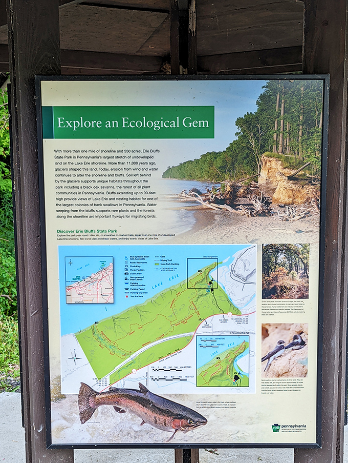 The park's educational billboard &ndash; nature's version of Netflix, but with better scenery and fewer subscription fees.