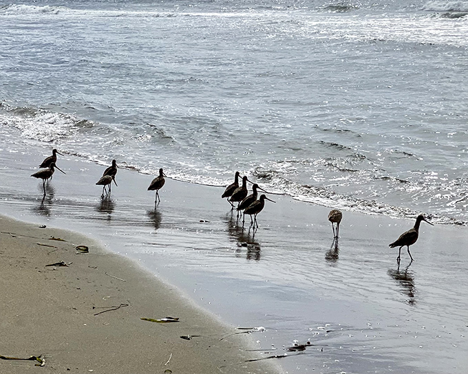 Shore birds conducting their daily convention, discussing important matters like tide schedules and fish locations.