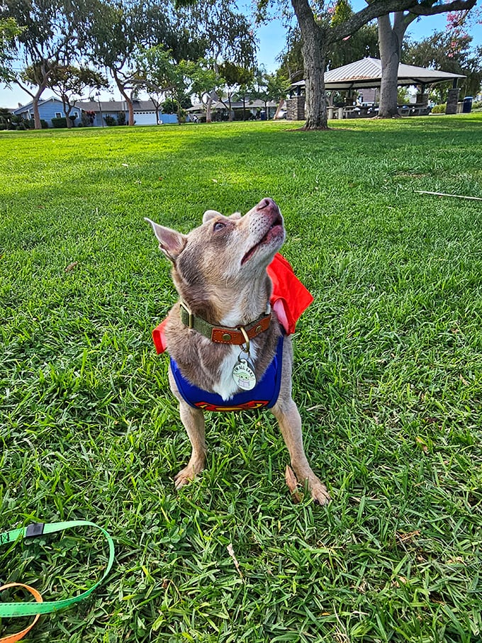 Even four-legged film critics are welcome at this pet-friendly cinema, where superhero costumes are optional but appreciated.