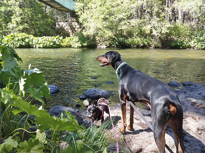 Four-legged adventurers enjoying the Sacramento River. These canine critics give the swimming holes two enthusiastic paws up.