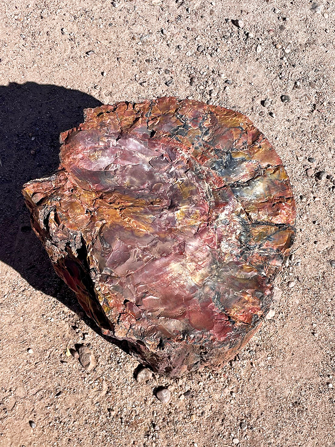 Nature's jewelry box opened wide. This petrified wood cross-section reveals rainbow crystals where tree rings once counted the passing seasons. 