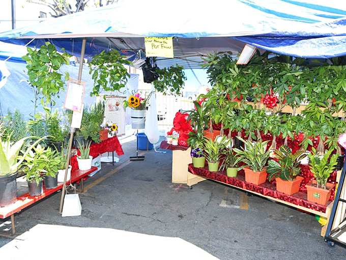A verdant oasis amid the concrete jungle. These plants don't just purify air&mdash;they bring a slice of tranquility to urban homes.