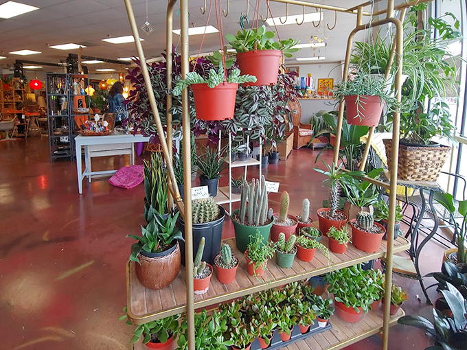 The "flora" half of Dashwood comes alive in this jungle-like corner. Plants and vintage&mdash;nature's antiques meet human's antiques.