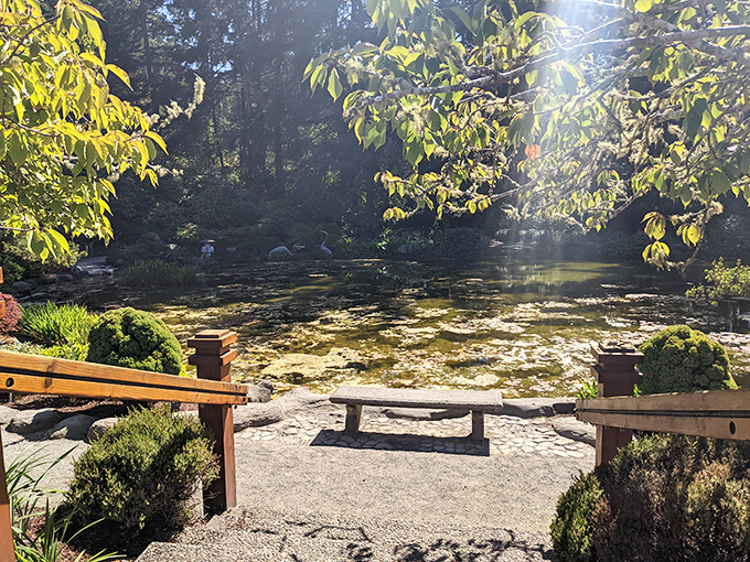 Morning light transforms this tranquil pond into liquid gold, where koi glide beneath lily pads like underwater celebrities.