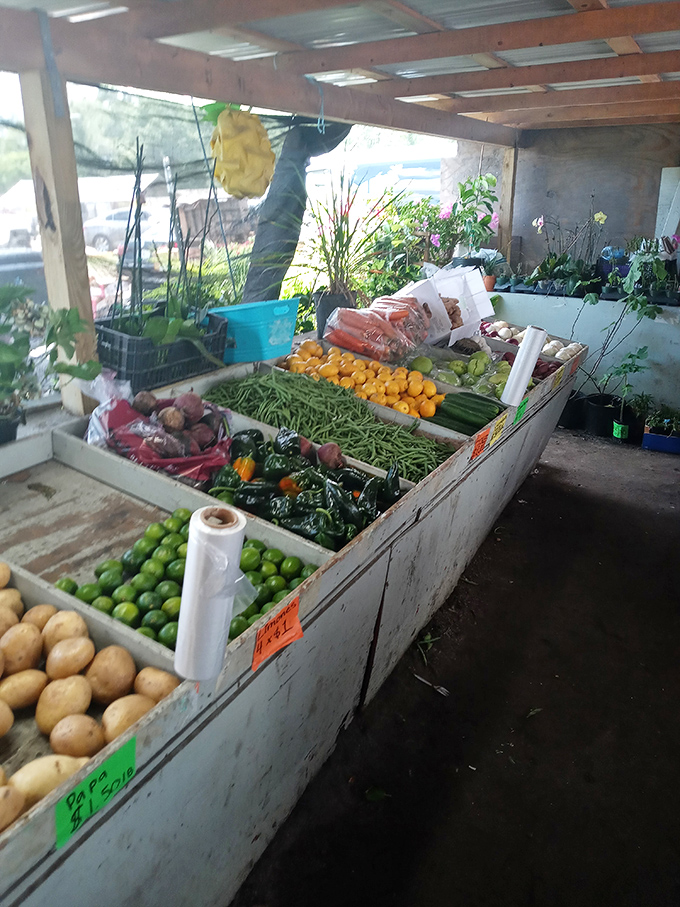 Nature's bounty displayed with no-nonsense practicality. These vegetables didn't spend hours in a photo shoot&mdash;they're the real, unfiltered deal.